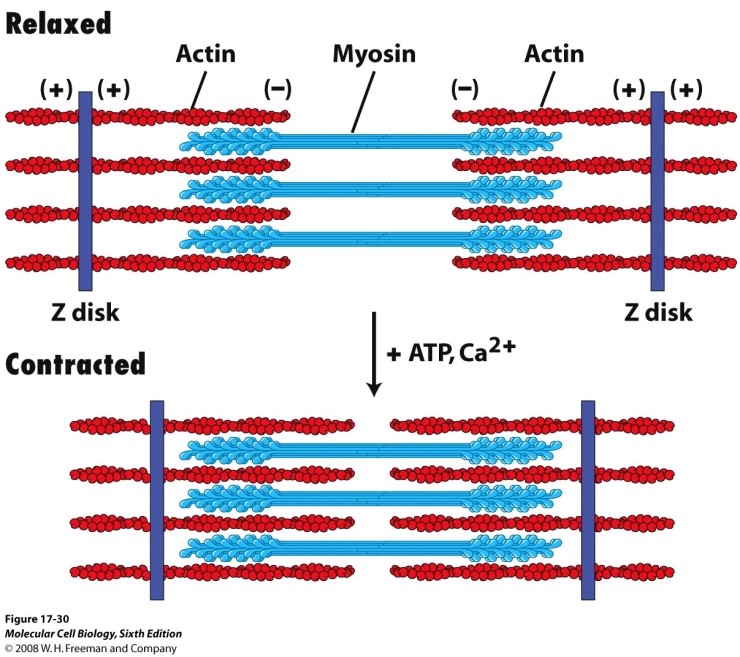 [장하림의 일반생물학] 15. 세포골격(미세섬유(microfilament), 중간섬유(intermediate filament ...