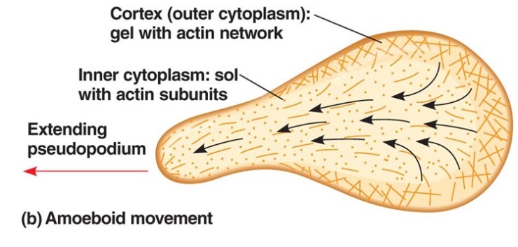 [장하림의 일반생물학] 15. 세포골격(미세섬유(microfilament), 중간섬유(intermediate filament ...