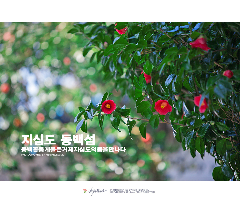 동백꽃 붉게 물든 거제도 지심도 동백섬지심도 동백꽃 개화시기지심도 배시간 네이버 블로그