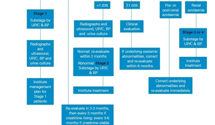 IRIS Staging of CKD (modified 2013) : 네이버 블로그
