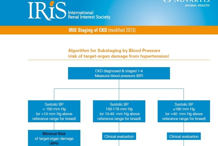 IRIS Staging of CKD (modified 2013) : 네이버 블로그