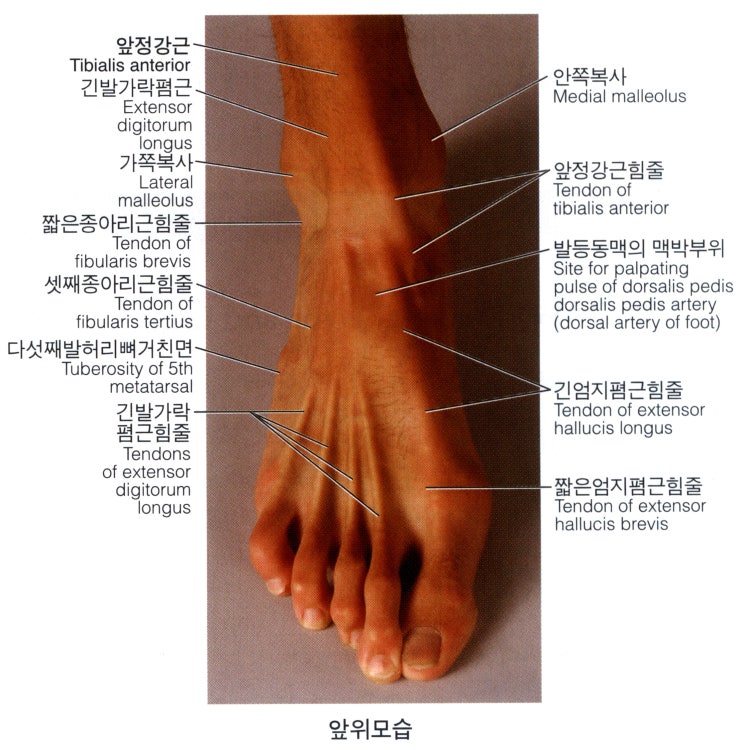 종아리(하퇴)의 근육 06 - Peroneus brevis, Fibularis brevis 짧은종아리근 단비골근(短腓骨筋 ...