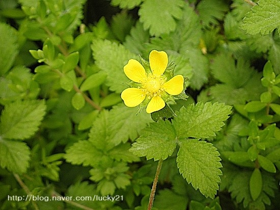 ♣ 세잎양지꽃(Freyn Cinquefoil, 털양지꽃), 양지꽃, 뱀딸기 ♣ : 네이버 블로그