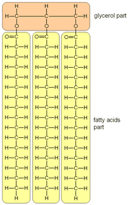 Unsaturated Fats.불포화지방.포화지방.마아가린. : 네이버 블로그