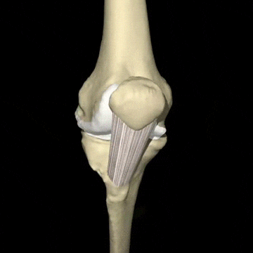 Screw-home (나사잠김) 매커니즘에 관하여.. : 네이버 블로그