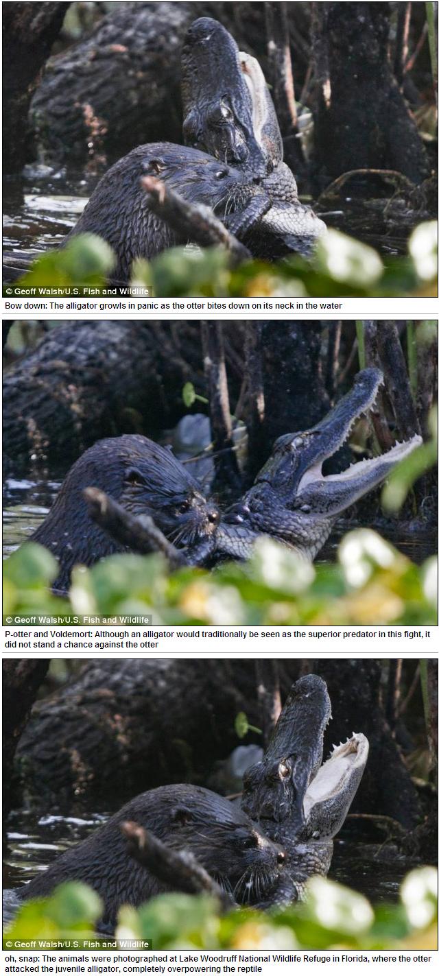 수달에 대하여 ;자이언트수달, 유라시아수달, 유럽수달, 북미강수달, 북아메리카강수달, Giant otter, European ...