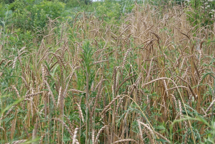 가라지 tare : 네이버 블로그