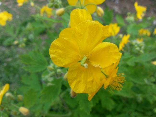 노란꽃 노란색꽃 노란색꽃식물..!! : 네이버 블로그