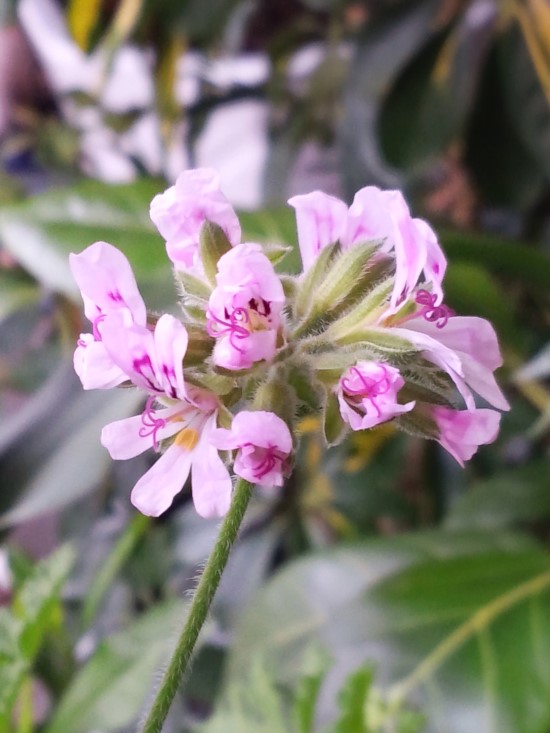 해충때문에 힘든여름 ! 방충효과있는 식물알아보아요! : 네이버 블로그