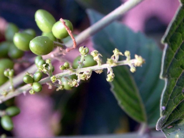 [곰약사닷컴]아담자(鴉膽子)Bruceae Fructus/아담자의 효능/아담자의 부작용/ : 네이버 블로그