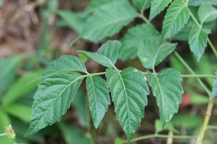 [곰약사닷컴]아담자(鴉膽子)Bruceae Fructus/아담자의 효능/아담자의 부작용/ : 네이버 블로그