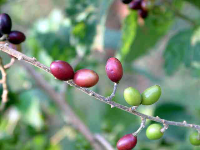 [곰약사닷컴]아담자(鴉膽子)Bruceae Fructus/아담자의 효능/아담자의 부작용/ : 네이버 블로그