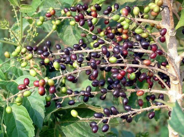 [곰약사닷컴]아담자(鴉膽子)Bruceae Fructus/아담자의 효능/아담자의 부작용/ : 네이버 블로그