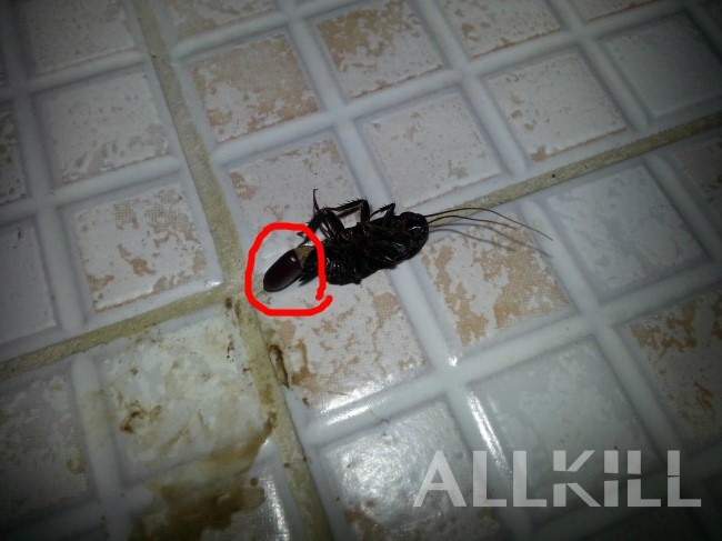왕바퀴벌레 대형바퀴벌레가 보일 경우 먹바퀴 이질바퀴미국바퀴 일본바퀴집바퀴일 가능성이 큽니다 네이버 블로그