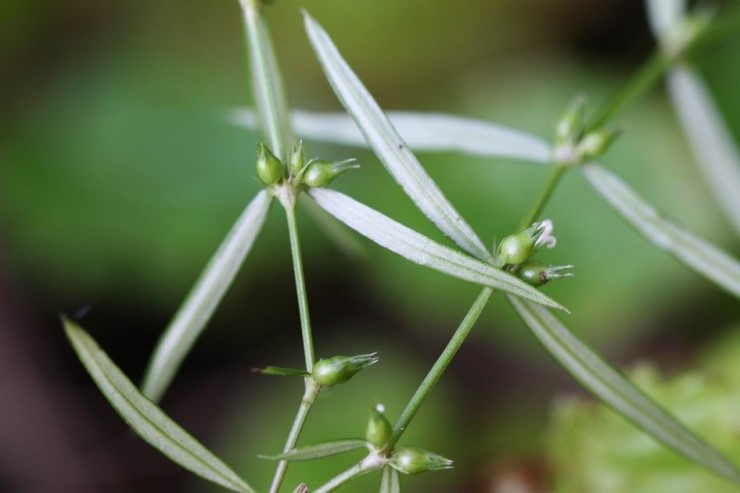 곰약사닷컴 백화사설초白花蛇舌草oldenlandiae Diffusae Herba백화사설초의 효능백화사설초의 부작용