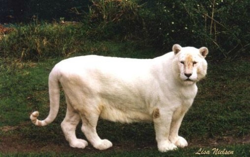 Stripeless White Tiger 호랑이(은호) : 네이버 블로그