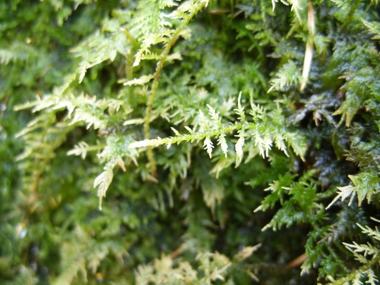 깃털이끼[학명: Thuidium kanedae Sak. ]: 깃털이끼과(Thuidiaceae) 깃털이끼속 (Thuidium ...