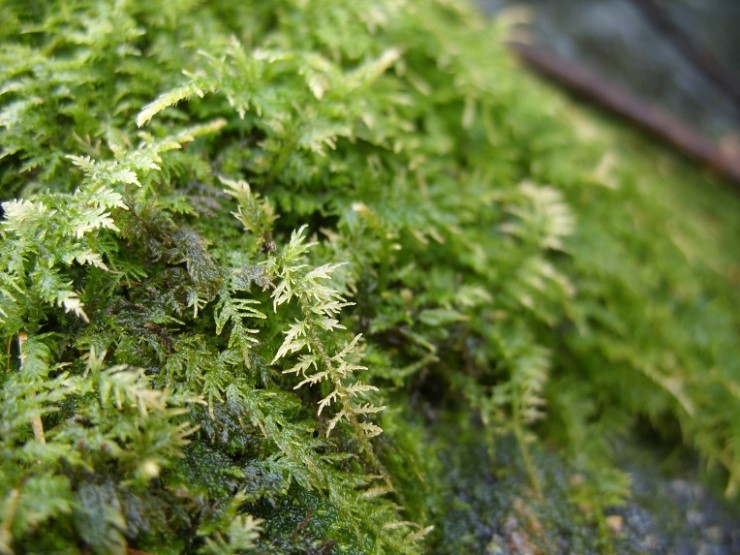 깃털이끼[학명: Thuidium kanedae Sak. ]: 깃털이끼과(Thuidiaceae) 깃털이끼속 (Thuidium ...