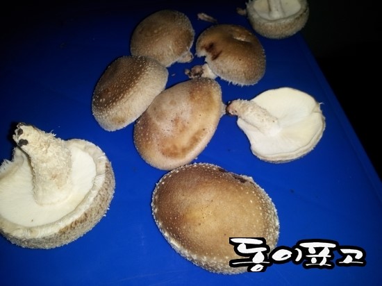 톱밥 배지표고버섯 재배 3차발생톱밥배지표고버섯 재배방법 기술 속성재배 공작업 안하는 재배법침수 발생시작 네이버 블로그