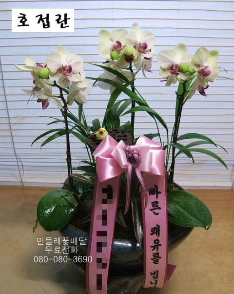 ★예산꽃배달★충남 예산읍 예산명지병원 문병선물화분 ★예산관작리꽃집★ 장례식장화환 근조3단 개업 승진 네이버 블로그