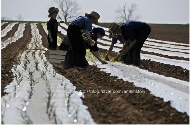 아미쉬 공동체 : 네이버 블로그
