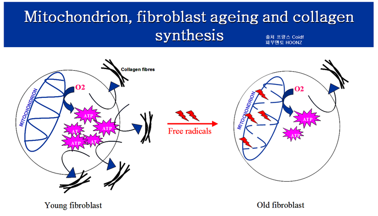 주름개선-3) 아데노신, ATP [CPH4/루시/피부멘토/훈즈/천연수제화장품/더순수/주름/세포/재생] : 네이버 블로그
