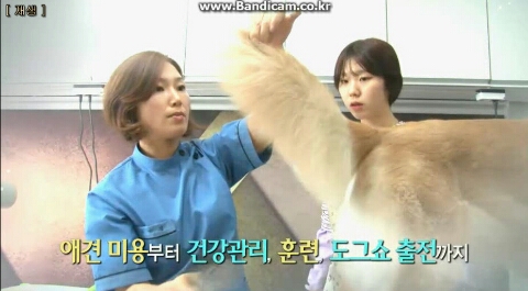 KBS1'청포도'에 방영된 '스토리' : 네이버 블로그