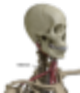 목근육, 복장방패근, sternothyroid muscle, 3d anatomy : 네이버 블로그