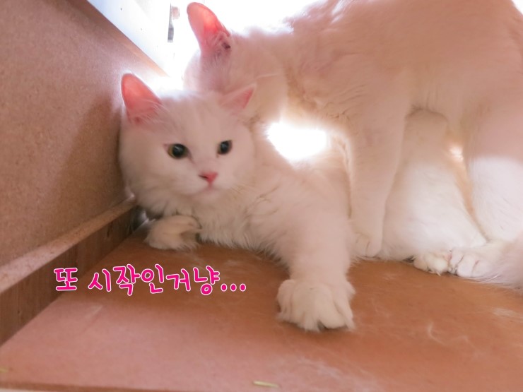 [고양이교배]4일째, 19금 동영상. 심약한 사람은 주의해주세요 : 네이버 블로그