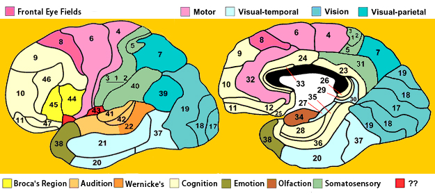 뉴로 피드백 1부 뇌의 영역 대뇌 피질 지도와 브로드만 영역cerebral Cortex Map And Broadmann