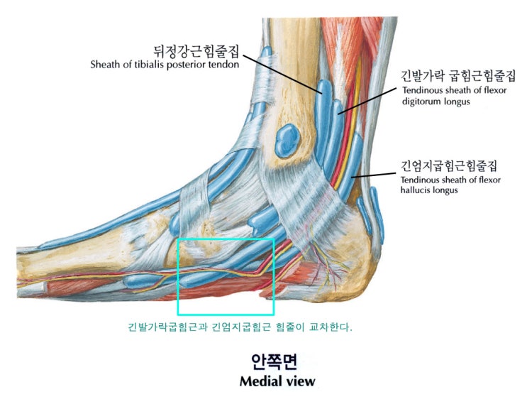 종아리(하퇴)의 근육 08 - Flexor hallucis longus 긴엄지굽힘근 장무지굴근(長拇趾屈筋) : 네이버 블로그