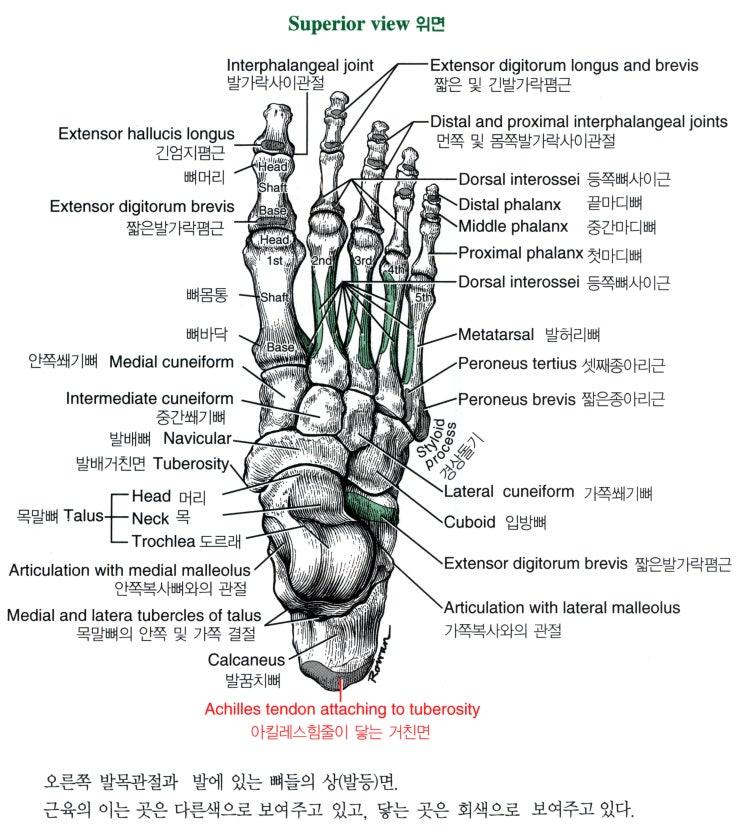종아리하퇴의 근육 12 Plantaris 장딴지빗근 족척근足蹠筋 네이버 블로그