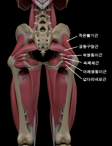 작은볼기근(gluteus minimus m), 궁둥구멍근(piriformis m), 위쌍동이근(superior gemellus ...