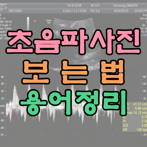 초음파사진 보는법 And 초음파 용어정리 ♬ 네이버 블로그