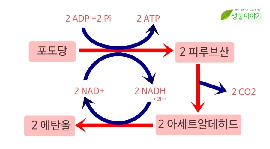 발효 알코올발효 젖산발효 산소없어도 Atp 생성 네이버 블로그