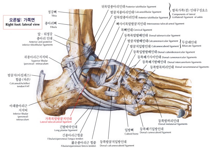 발족부의 근육 01 Extensor Digitorum Brevis 짧은발가락폄근 단지신근短趾伸筋 네이버 블로그