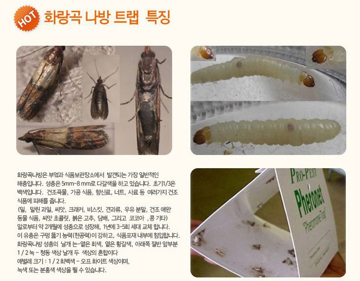 쌀벌레없애기 화랑곡나방 쌀벌레퇴치하는법 네이버 블로그