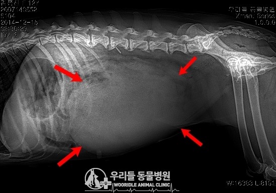 강아지 비장 종양 수술 네이버 블로그