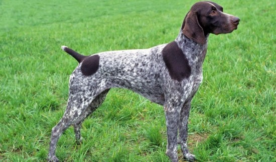 저먼 쇼트헤어드 포인터(German Shorthaired Pointer) : 네이버 블로그