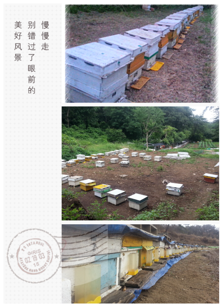 꿀벌 팝니다 양봉벌 팝니다 양봉 분양한통에7매이상 벌꿀 프로폴리스 화분 꽃가루 벌꿀아이스크림 허니버터칲 벌꿀