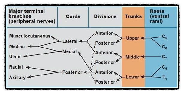 위팔신경얼기 Brachial Plexus 상완신경총 의 해부학 네이버 블로그