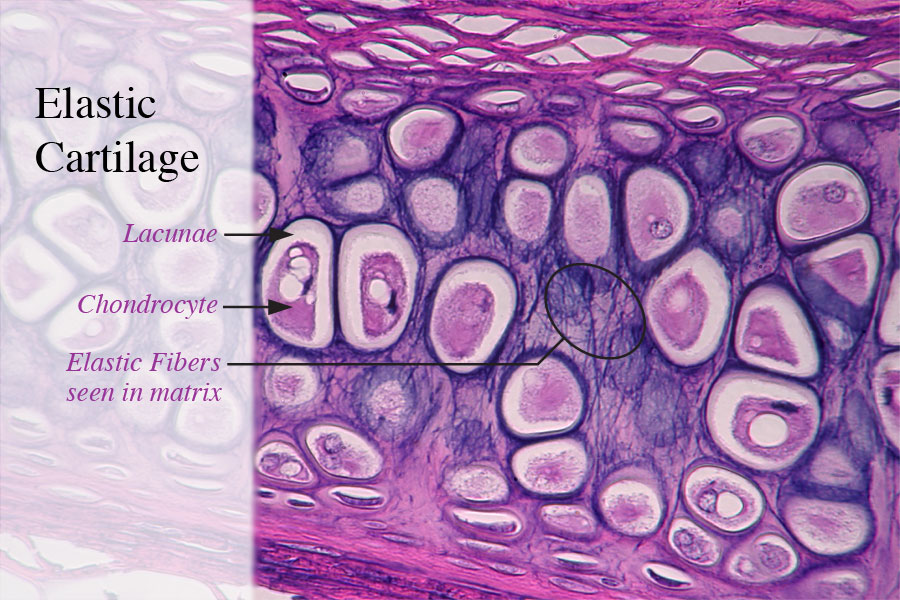 [조직학 이야기] 연골조직(Cartilage tissue) : 네이버 블로그