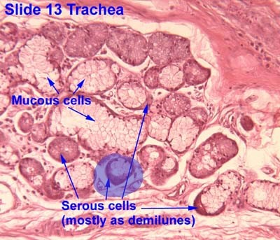 [조직학 이야기] 샘상피 및 분비물 : 네이버 블로그