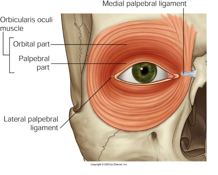 광대근 - Zygomatic muscle & 안륜근 - Orbicularis oculi muscle : 네이버 블로그