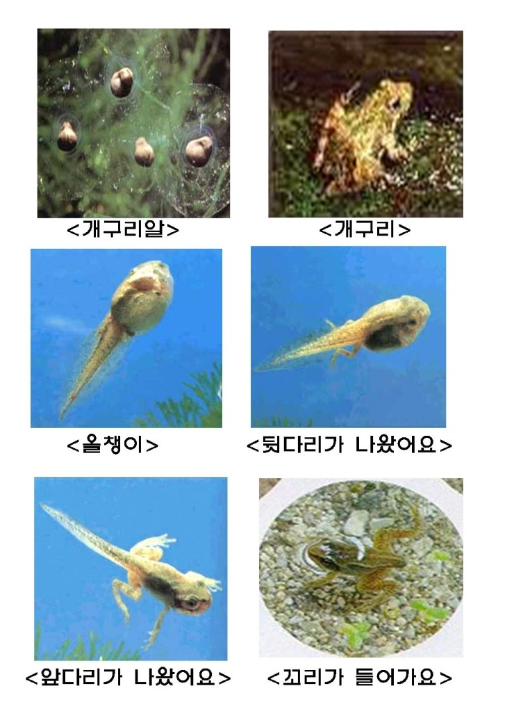 봄활동지 2탄 개구리의 성장과정 작은책만들기 네이버 블로그
