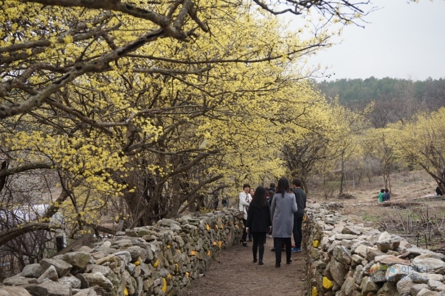이천 가볼만한곳 봄꽃구경 갈만한곳 이천시 백사면 산수유마을 풍경 꽃놀이 명소 네이버 블로그
