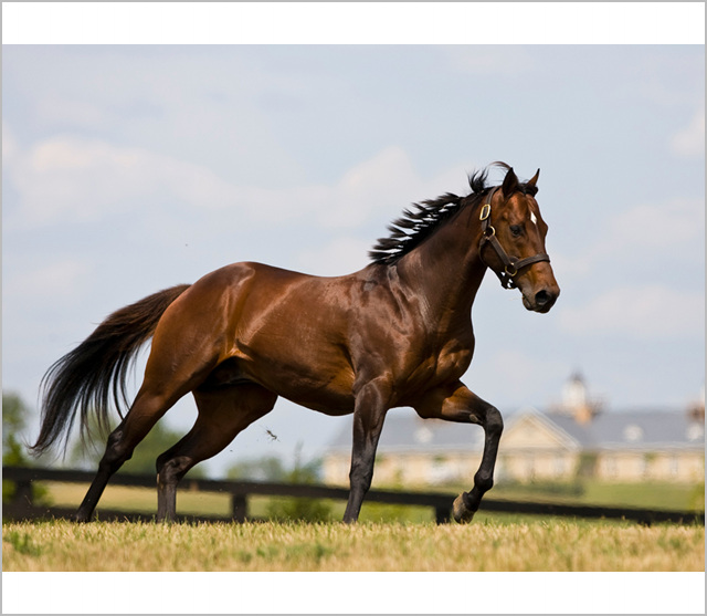 더러브렛/서러브레드 (thoroughbred) - 말의종류 : 네이버 블로그