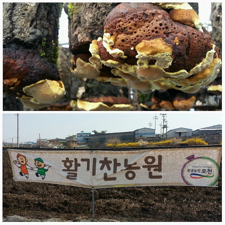 상황버섯효능 상황버섯 끓이는법 상황버섯물 음용법 네이버 블로그