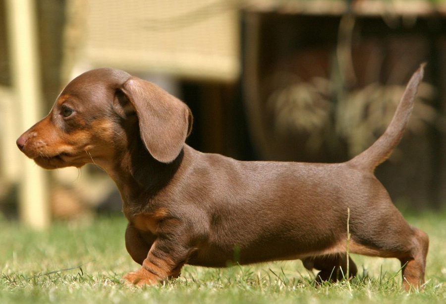 집에서 키우기 좋은 강아지 소형견 종류 알아보기 : 네이버 블로그