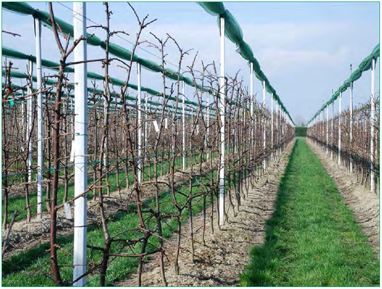 체리나무 수형만들기(Sweet Cherry Training System)_신수형을 중심으로 : 네이버 블로그